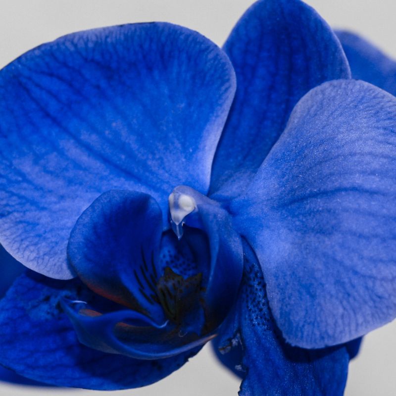 A Guide to Understanding Orchid Colours - Houseplant Advice - Garden Health