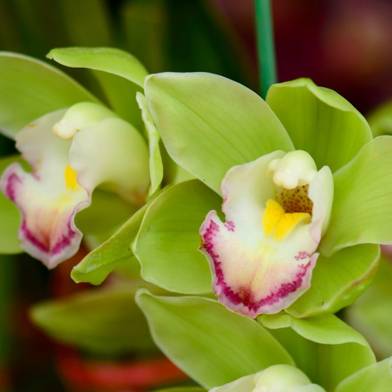 A Guide to Understanding Orchid Colours - Houseplant Advice - Garden Health