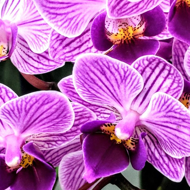 A Guide to Understanding Orchid Colours - Houseplant Advice - Garden Health