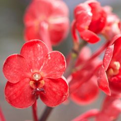 A Guide to Understanding Orchid Colours - Houseplant Advice - Garden Health