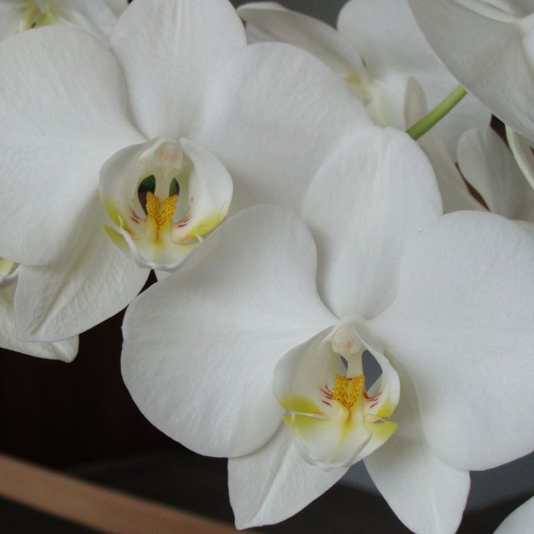 A Guide to Understanding Orchid Colours - Houseplant Advice - Garden Health