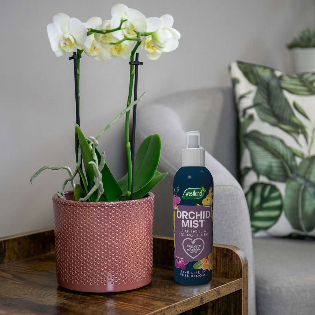 Westland Orchid Mist | Indoor Plant Care - Westland Garden health