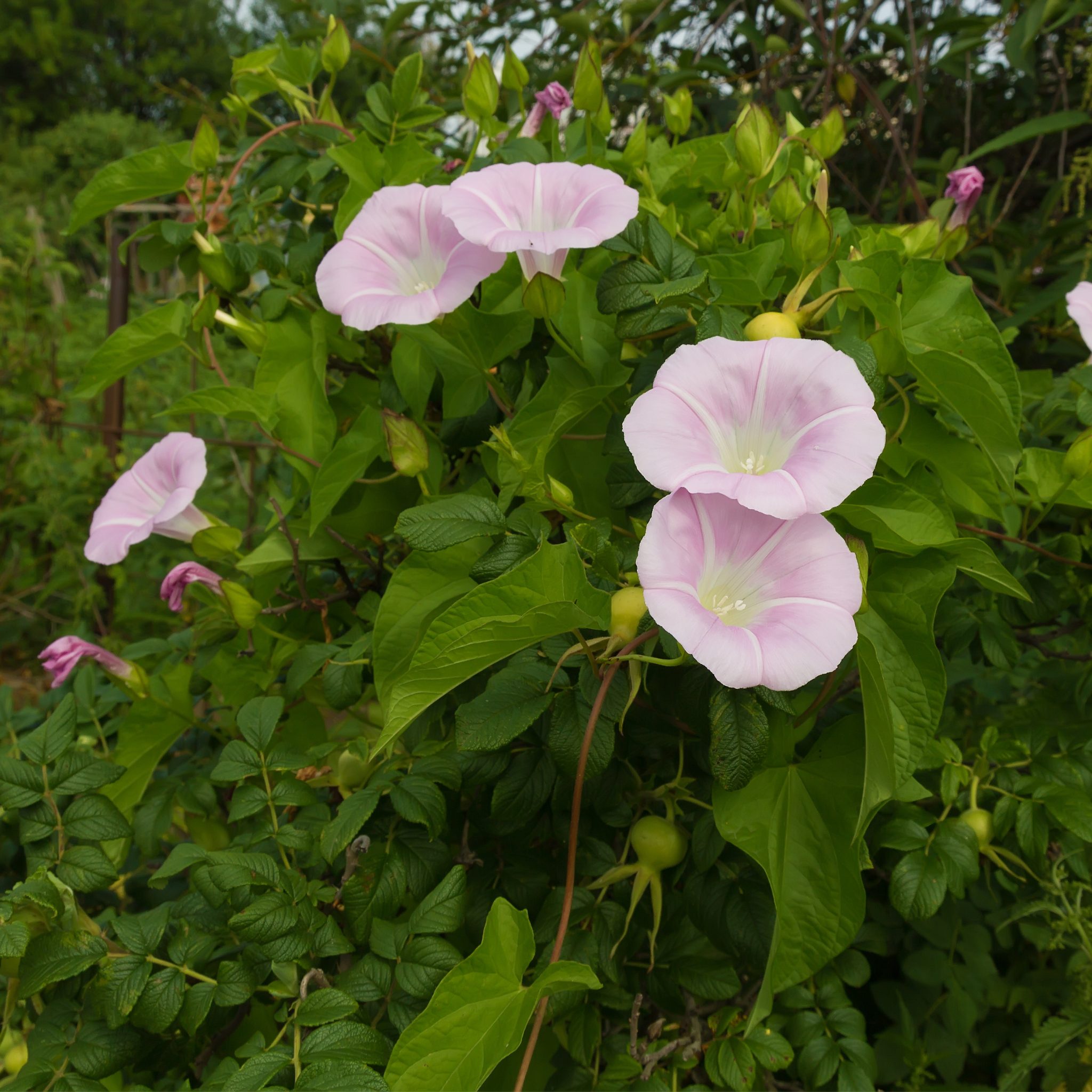 Guide To Spring Weeding & Tools to Use - Garden Advice - Garden Health