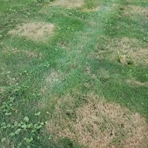 How To Repair Lawn Patches | Lawn Advice | Garden Health