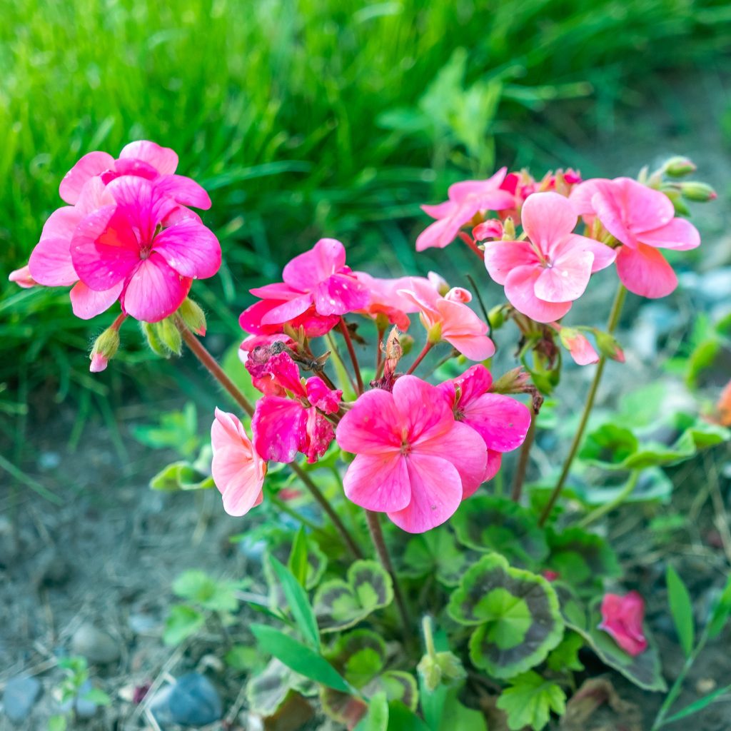 How to Deadhead Flowers | Garden Advice | Westland Garden Health