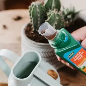Westland Cacti & Succulent Feed | Houseplants | Westland Garden Health