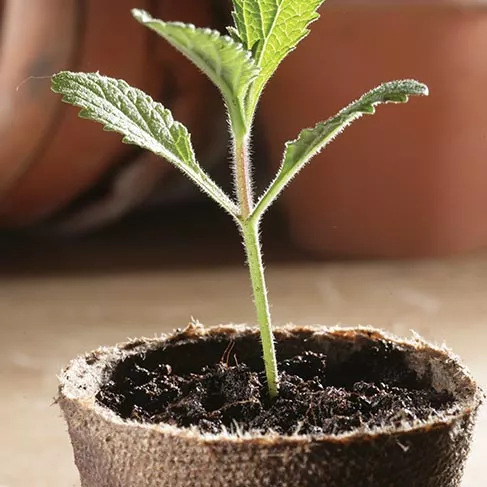 How to Pot up Seedlings | Garden Advice | Westland Garden Health