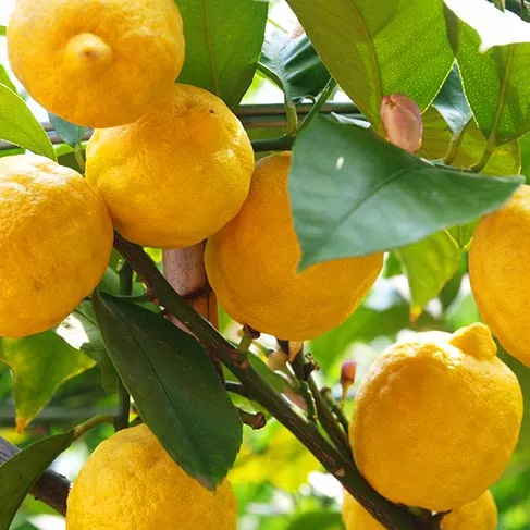 How to Grow Citrus Trees | Garden Advice | Westland Garden Health