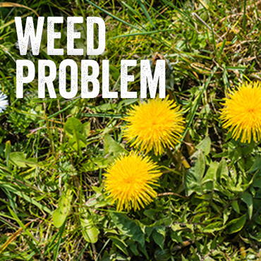 Solve a lawn problem - Garden Health - Westland Horticulture
