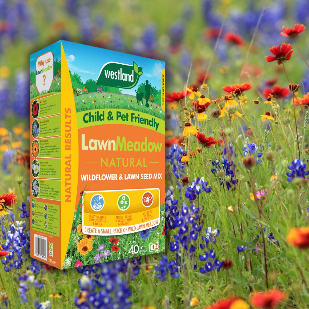 How to create a lawn meadow? - Lawn Hub - Garden Health