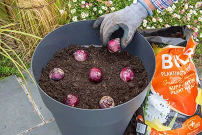 How to Plant a Bulb Lasagne - Garden Health