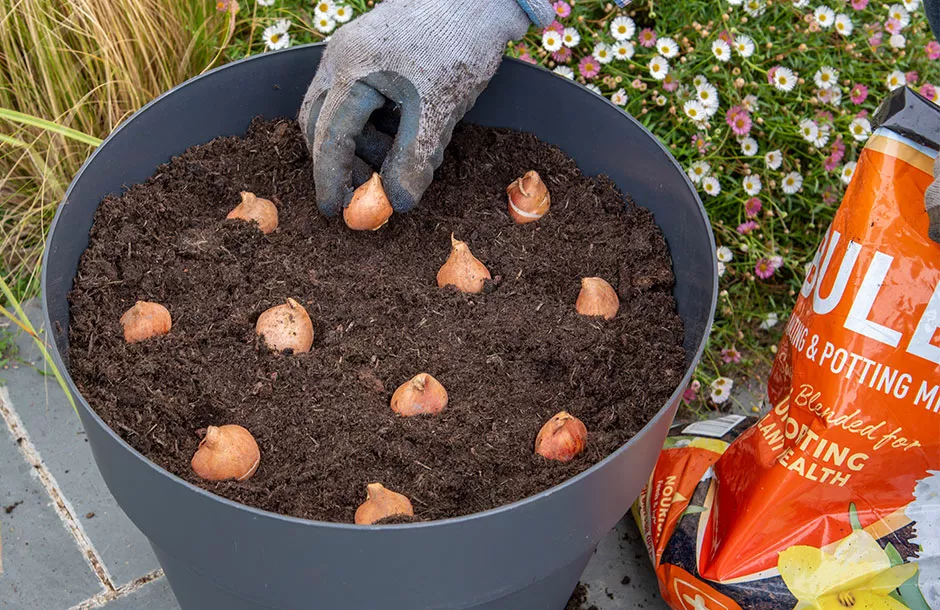 How to Plant a Bulb Lasagne - Garden Health