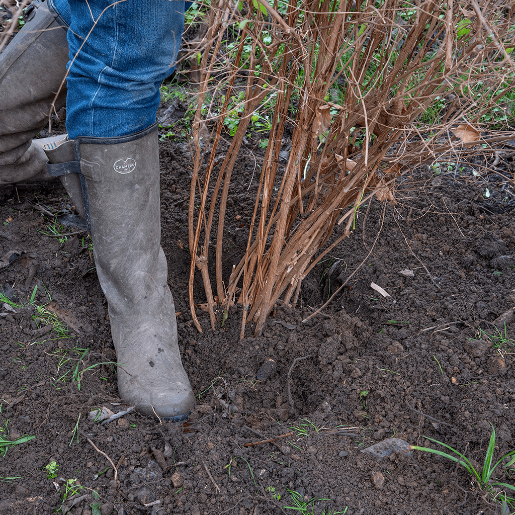 Planting Shrubs in Winter - Articles - Westland Garden Health
