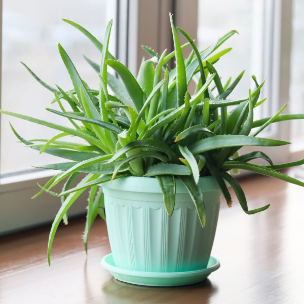 Our Top 10 Most Popular House Plants - Indoor - Westland Garden Health