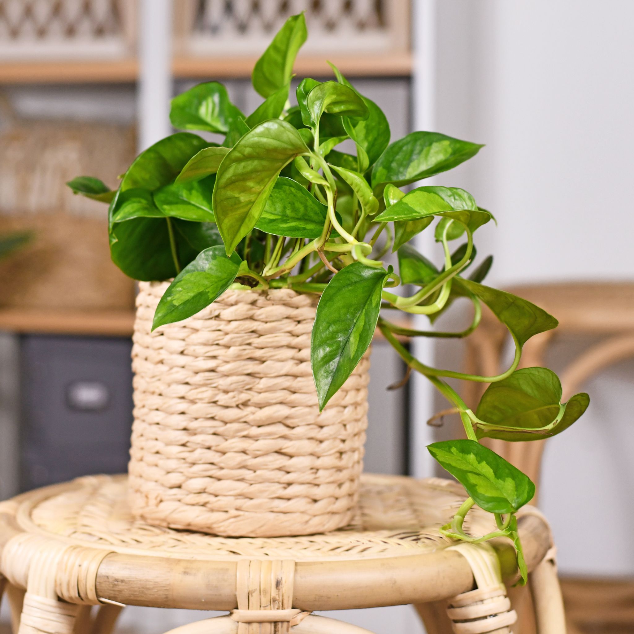 Our Top 10 Most Popular House Plants - Indoor - Westland Garden Health