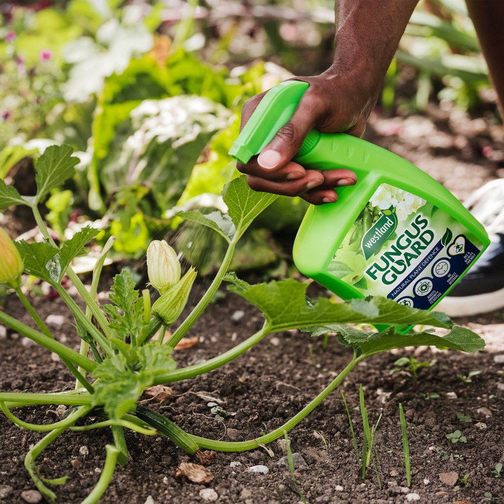 Westland Fungus Guard - Pests & Diseases - Westland Garden Health