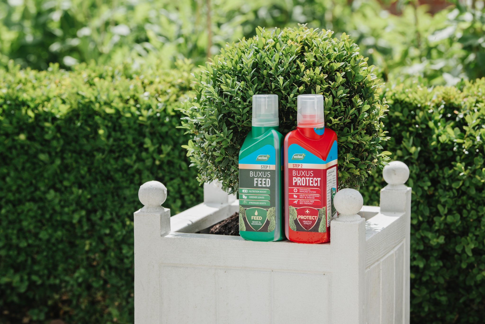 How To Guard Your Buxus - Garden Health