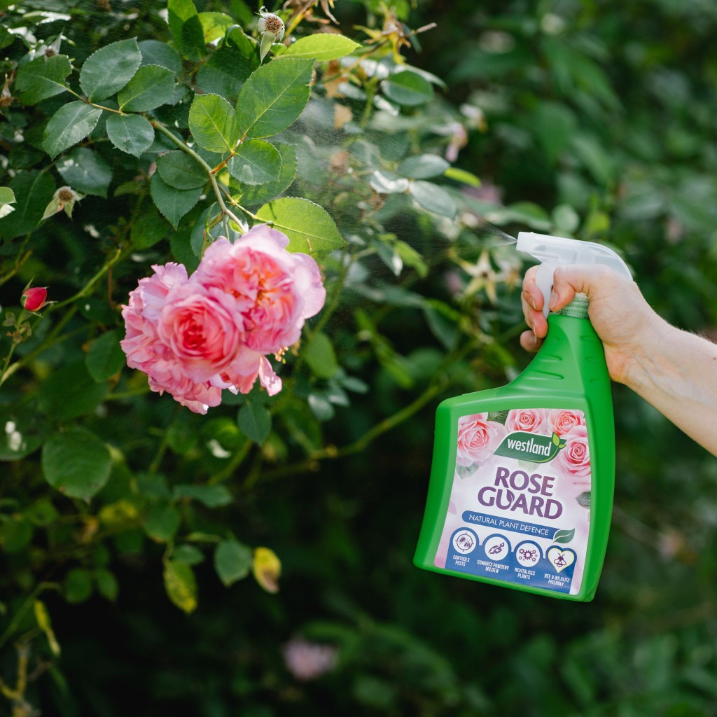 Westland Rose Guard - Pests & Diseases - Westland Garden Health