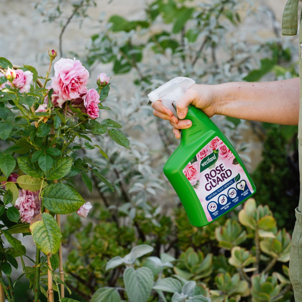 Westland Rose Guard - Pests & Diseases - Westland Garden Health