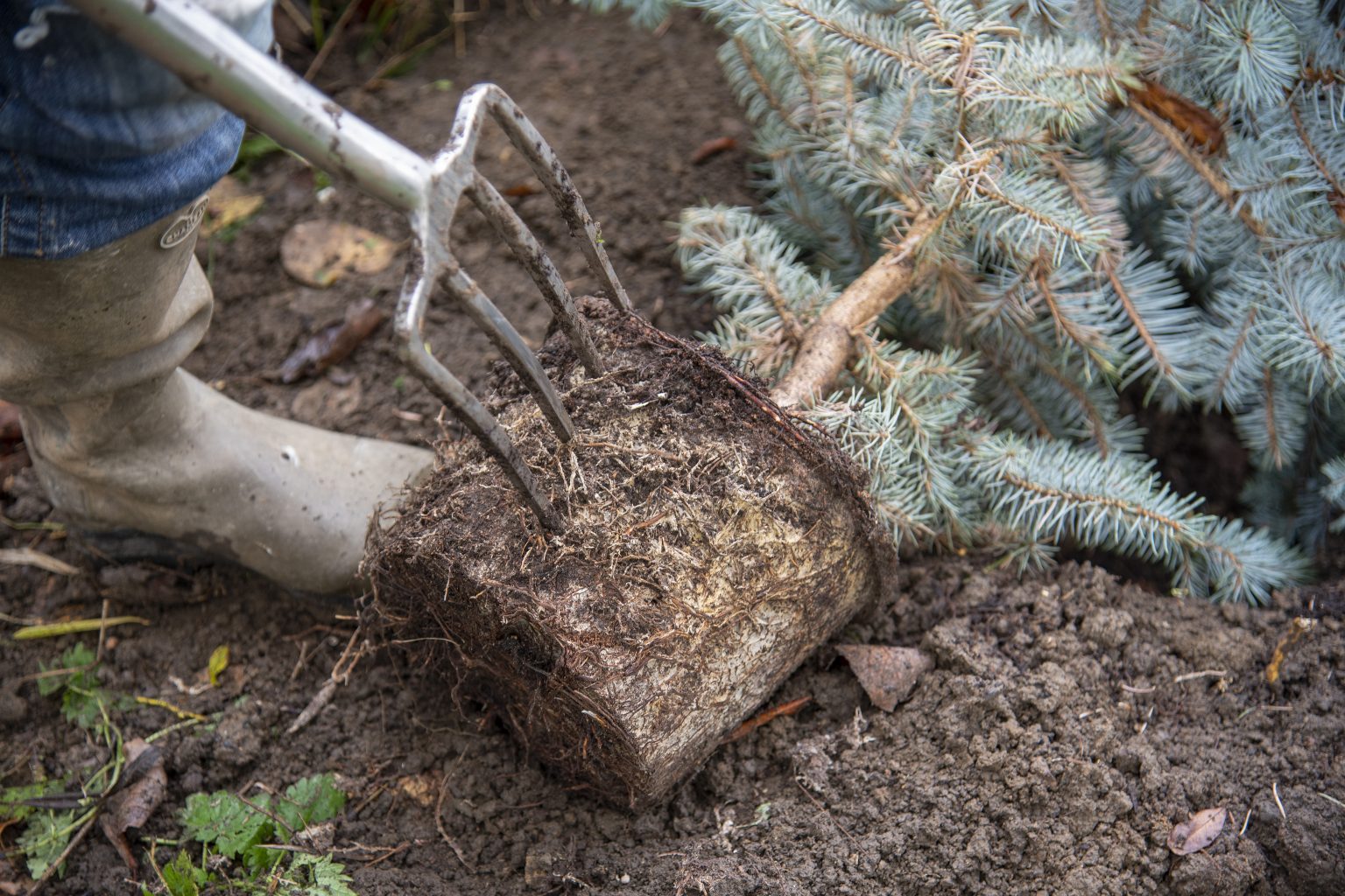 Tree Planting Guide - Garden Health