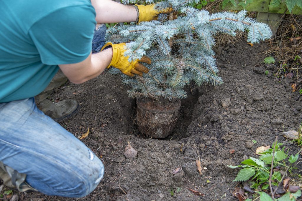 Tree Planting Guide - Garden Health