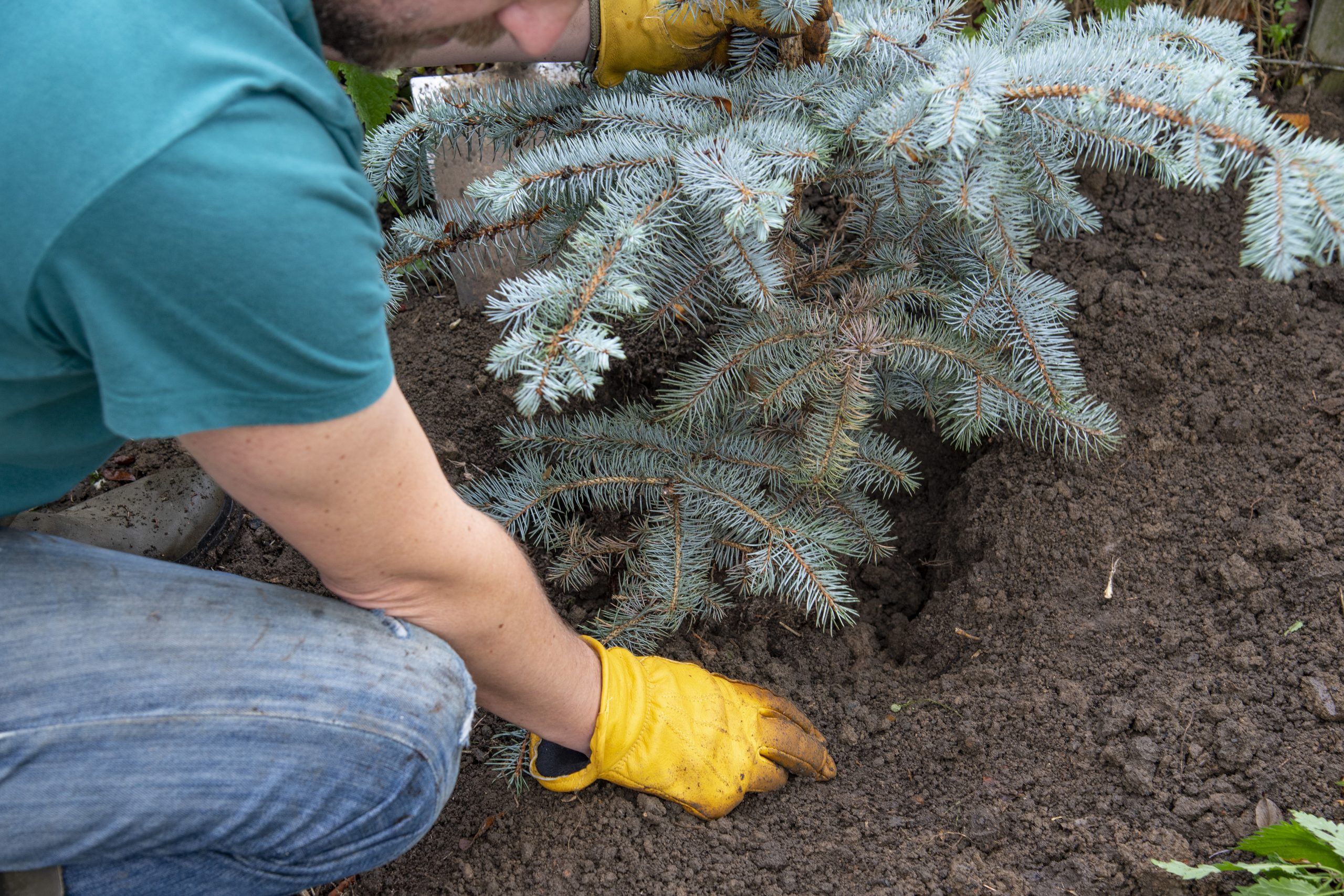 Tree Planting Guide - Garden Health