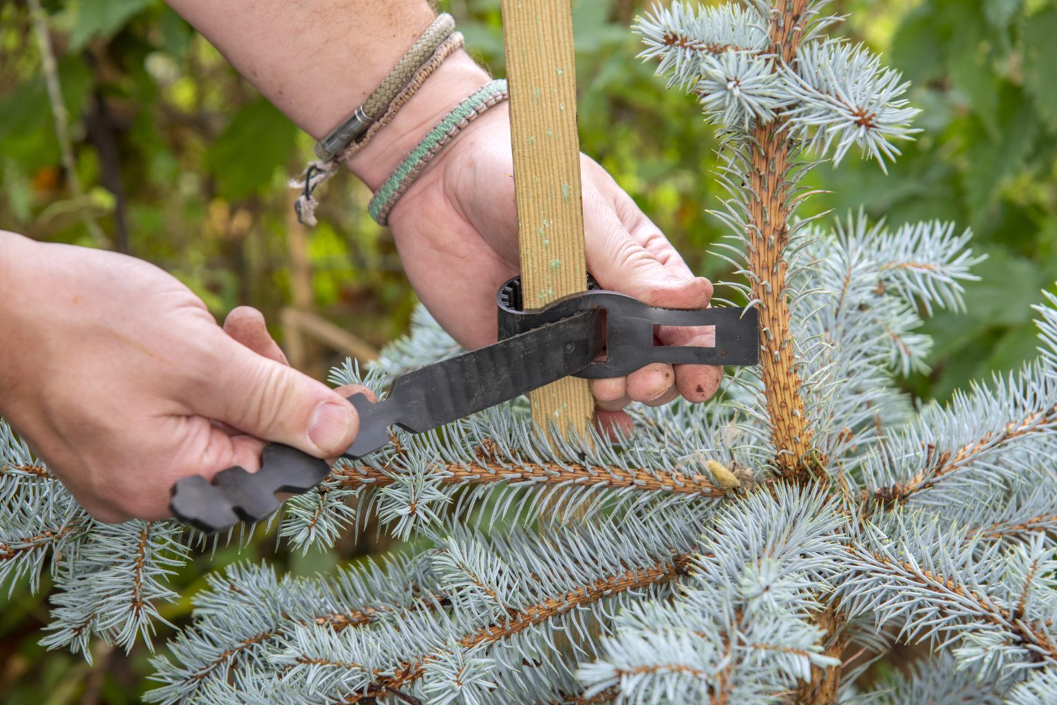 Tree Planting Guide - Garden Health