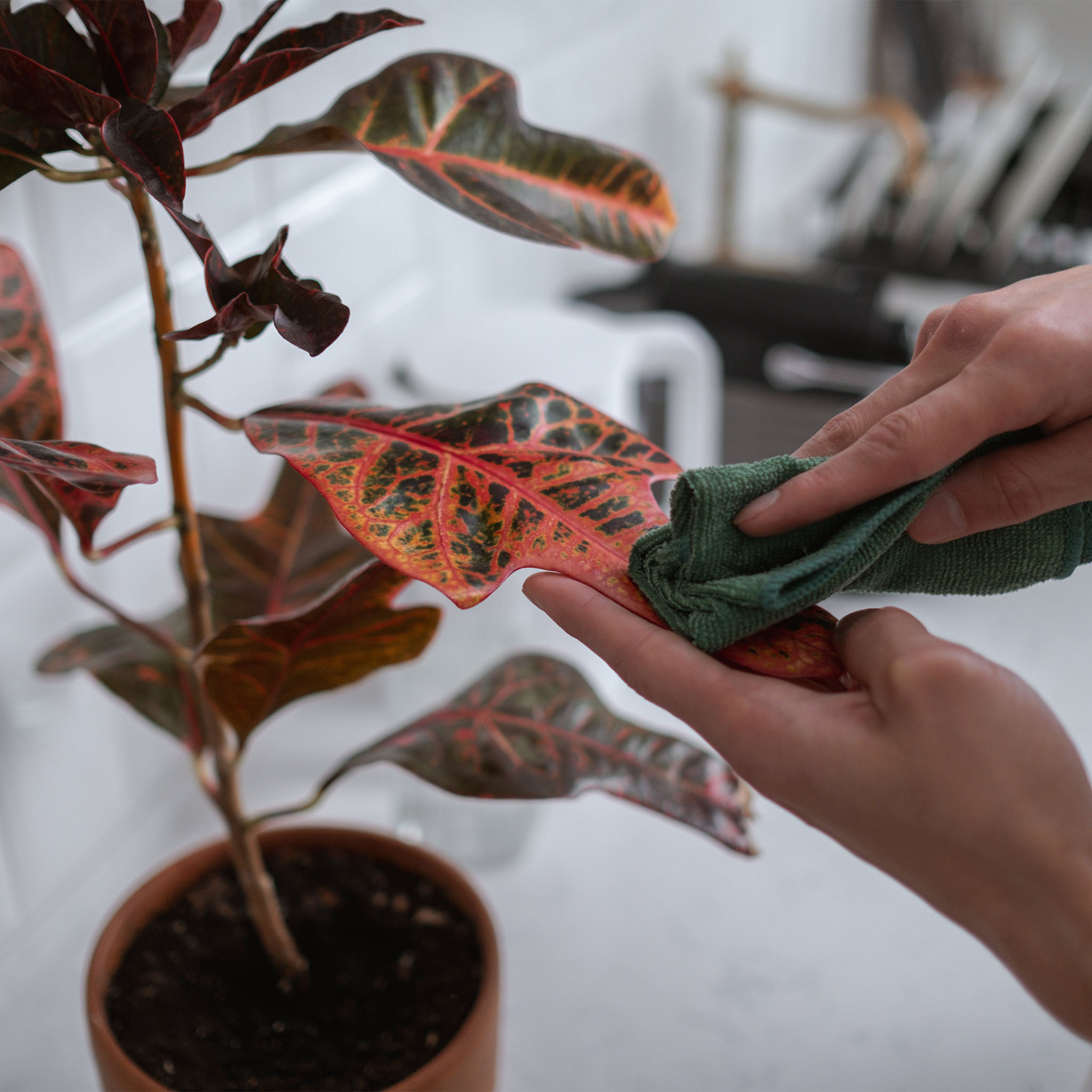 A guide to cleaning your houseplants - Advice - Westland Garden Health