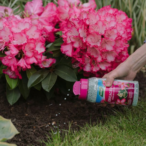 Understanding Ericaceous Compost - Garden Health