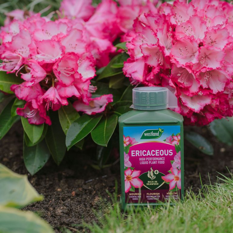 Understanding Ericaceous Compost - Garden Health